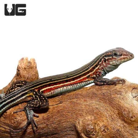 Rainbow Racerunner Lizard - Underground Reptiles