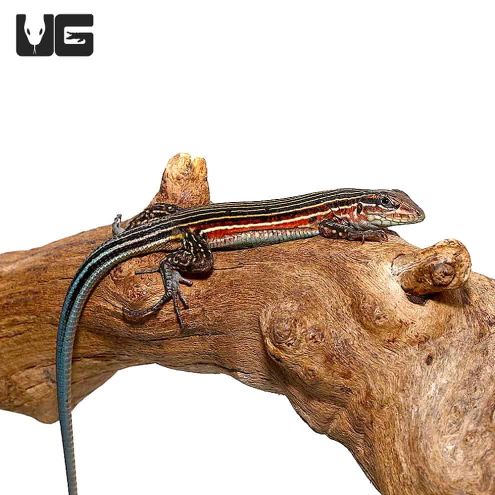 Rainbow Racerunner Lizard - Underground Reptiles