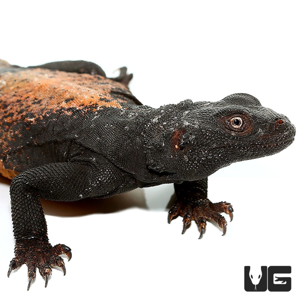 Red And Black Chuckwalla - Underground Reptiles