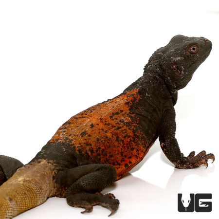 Red And Black Chuckwalla - Underground Reptiles
