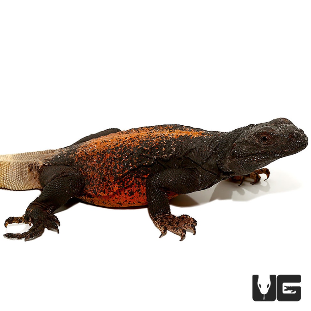 Red And Black Chuckwalla - Underground Reptiles