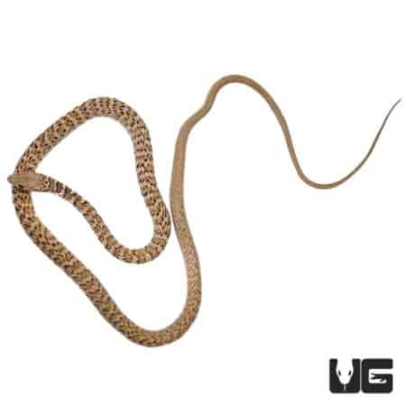 Red Coachwhip Snakes For Sale - Underground Reptiles