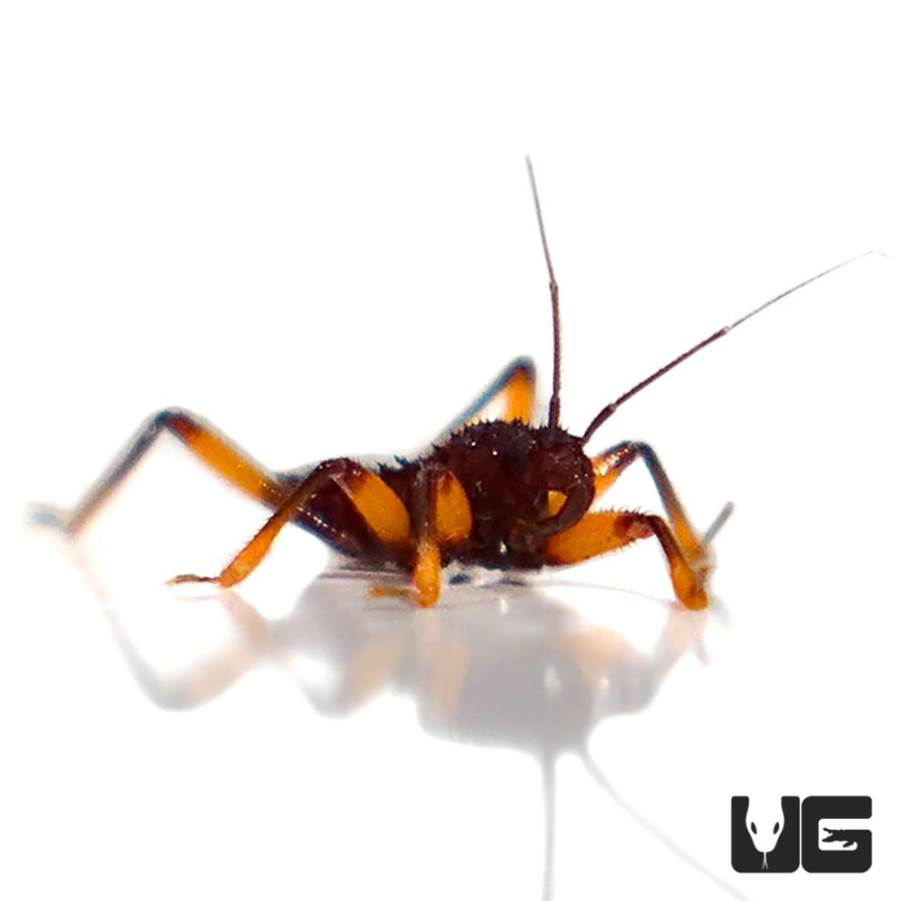 Red Spotted Assassin Bug - Underground Reptiles