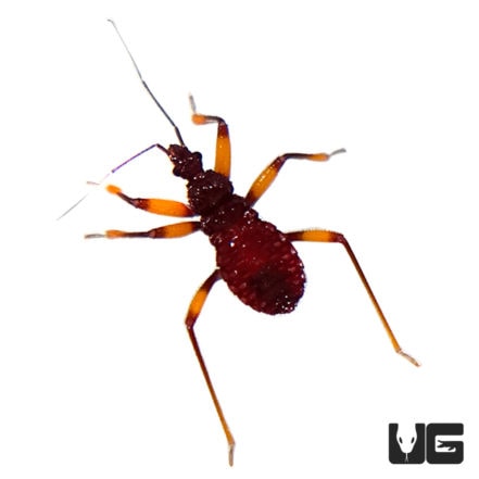 Red Spotted Assassin Bug - Underground Reptiles