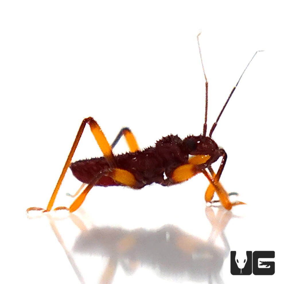 Red Spotted Assassin Bug - Underground Reptiles