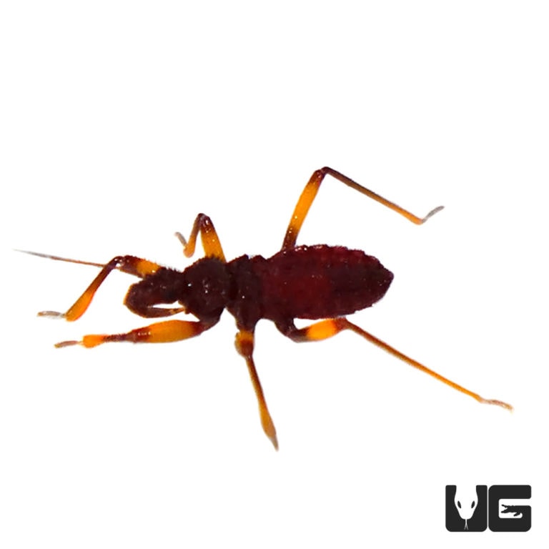 Red Spotted Assassin Bug - Underground Reptiles
