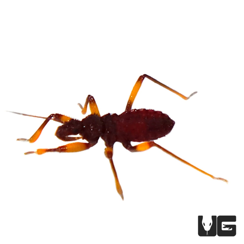 Red Spotted Assassin Bug - Underground Reptiles
