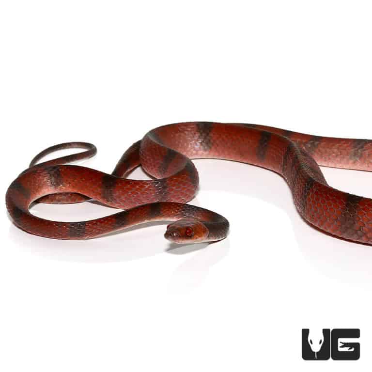 Banded Cat Eye Snakes For Sale - Underground Reptiles