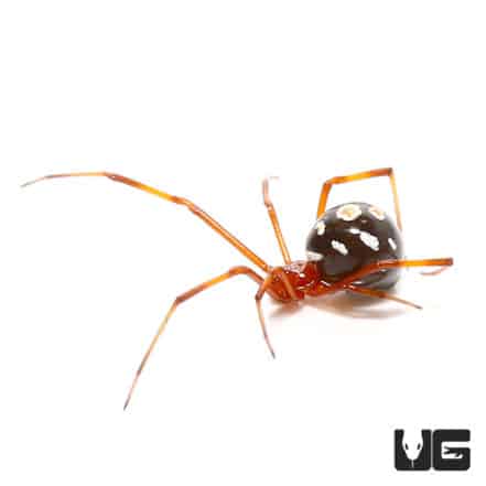Red Widow Spider (.5 - .75'') - Underground Reptiles