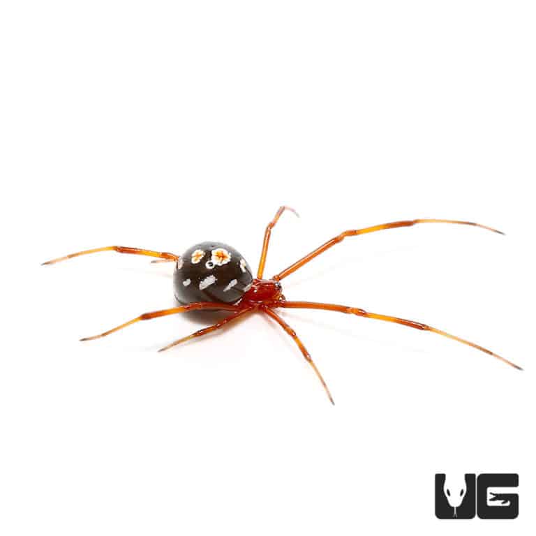 Red Widow Spider (.5 - .75'') - Underground Reptiles