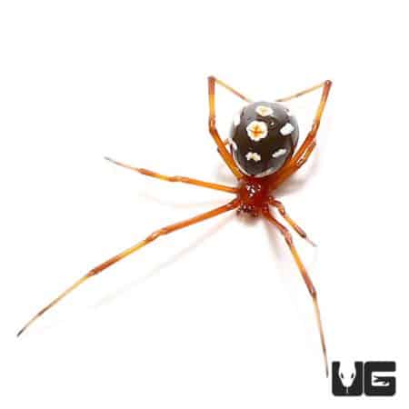 Red Widow Spider (.5 - .75'') - Underground Reptiles