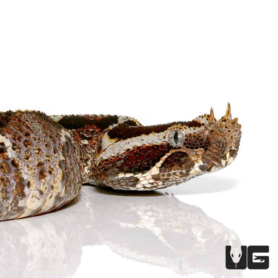 Rhino Viper - Underground Reptiles