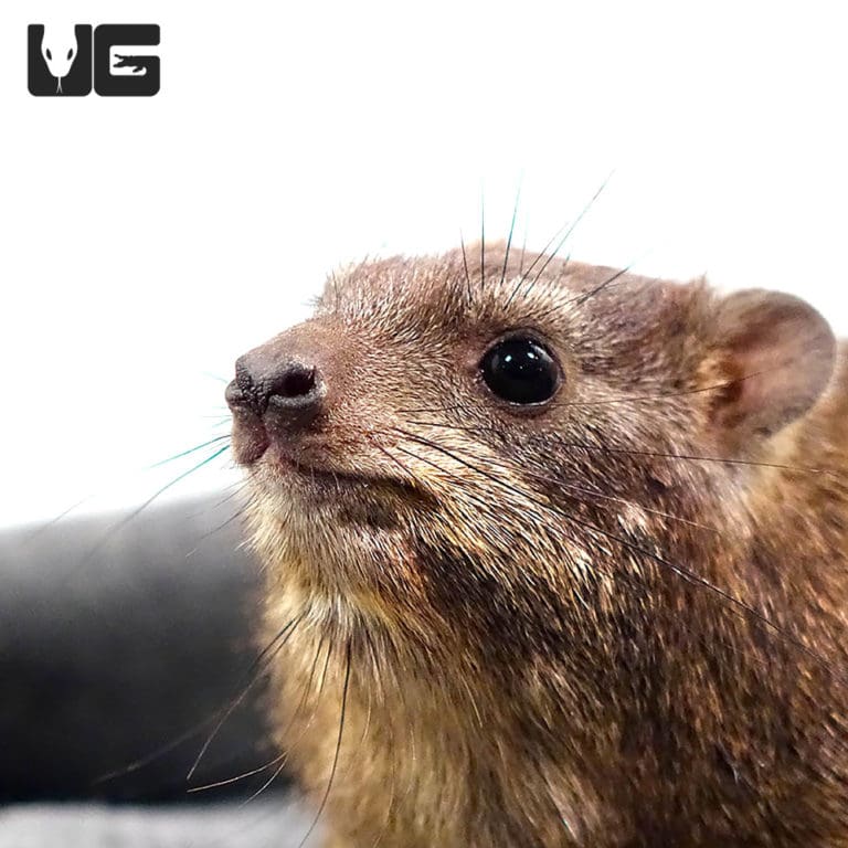 Rock Hyrax - Underground Reptiles