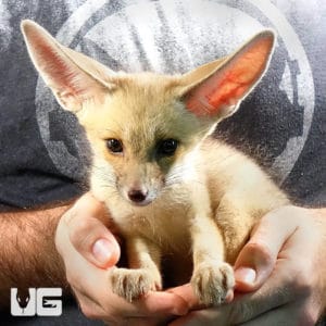Ruppell's Fox For Sale - Underground Reptiles