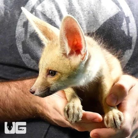 Ruppell's Fox For Sale - Underground Reptiles