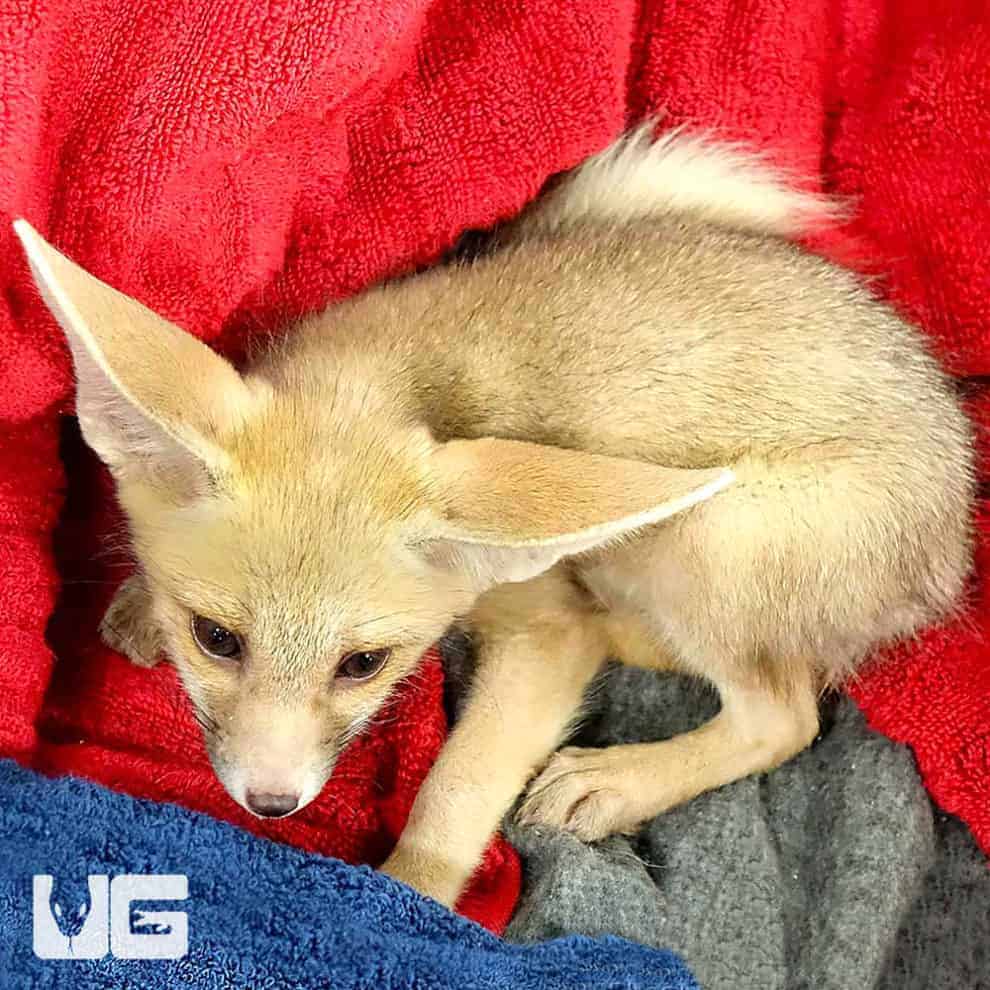 Ruppell's Fox For Sale - Underground Reptiles