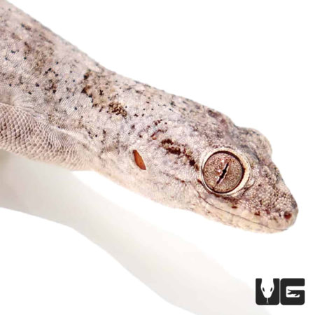 Geckos For Sale - Underground Reptiles