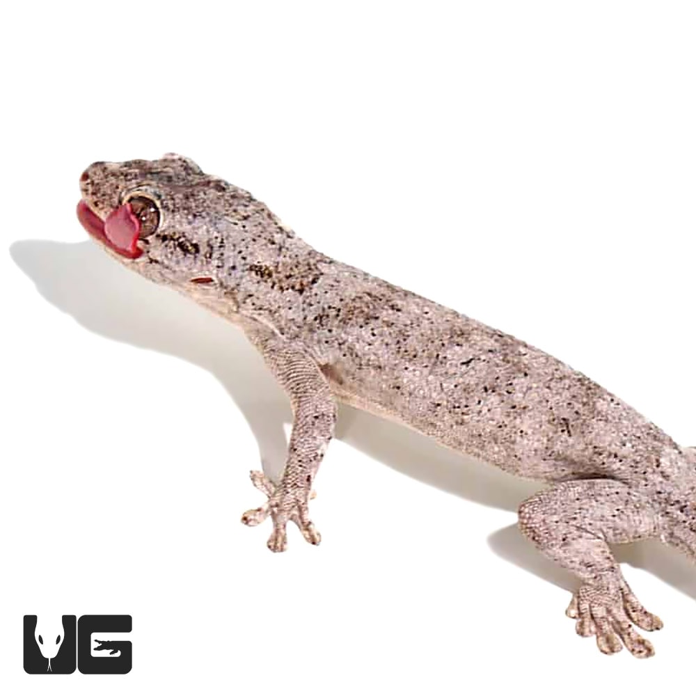 Geckos For Sale - Underground Reptiles