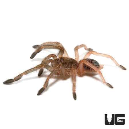 Skeleton Tarantula (.5 - 1'') - Underground Reptiles