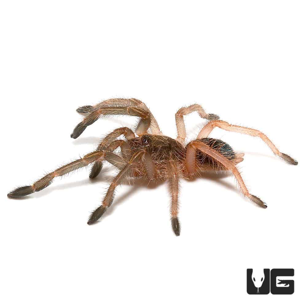 Skeleton Tarantula (.5 - 1'') - Underground Reptiles