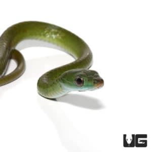 Other Snakes For Sale - Underground Reptiles