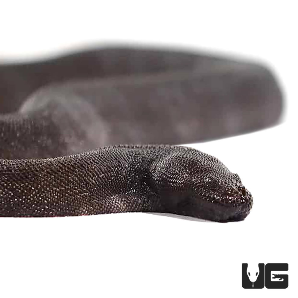 Solomon Island Black File Snake - Underground Reptiles