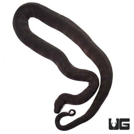 Solomon Island Black File Snake - Underground Reptiles