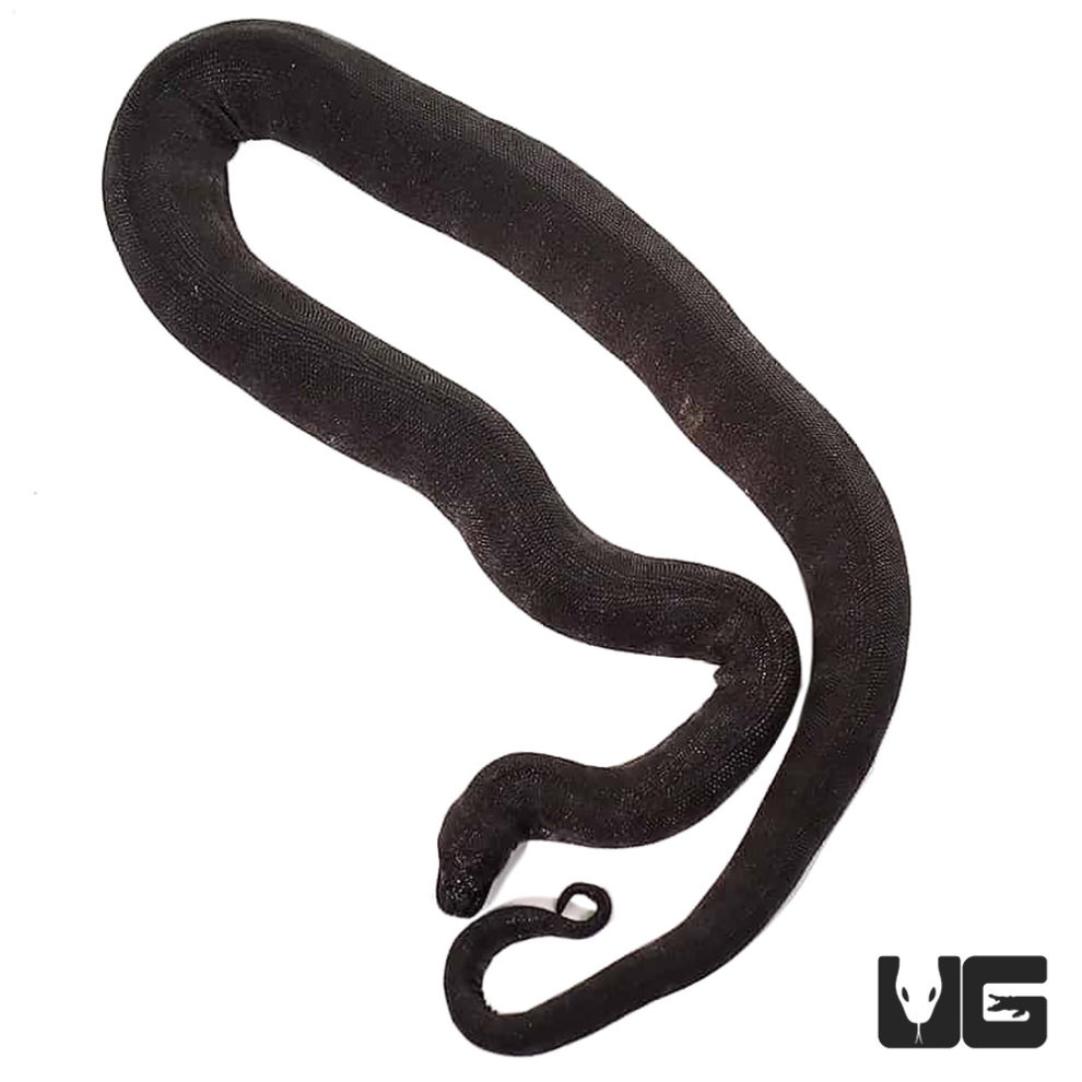 Solomon Island Black File Snake - Underground Reptiles