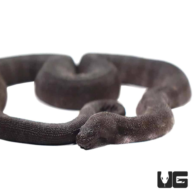 Solomon Island Black File Snake - Underground Reptiles