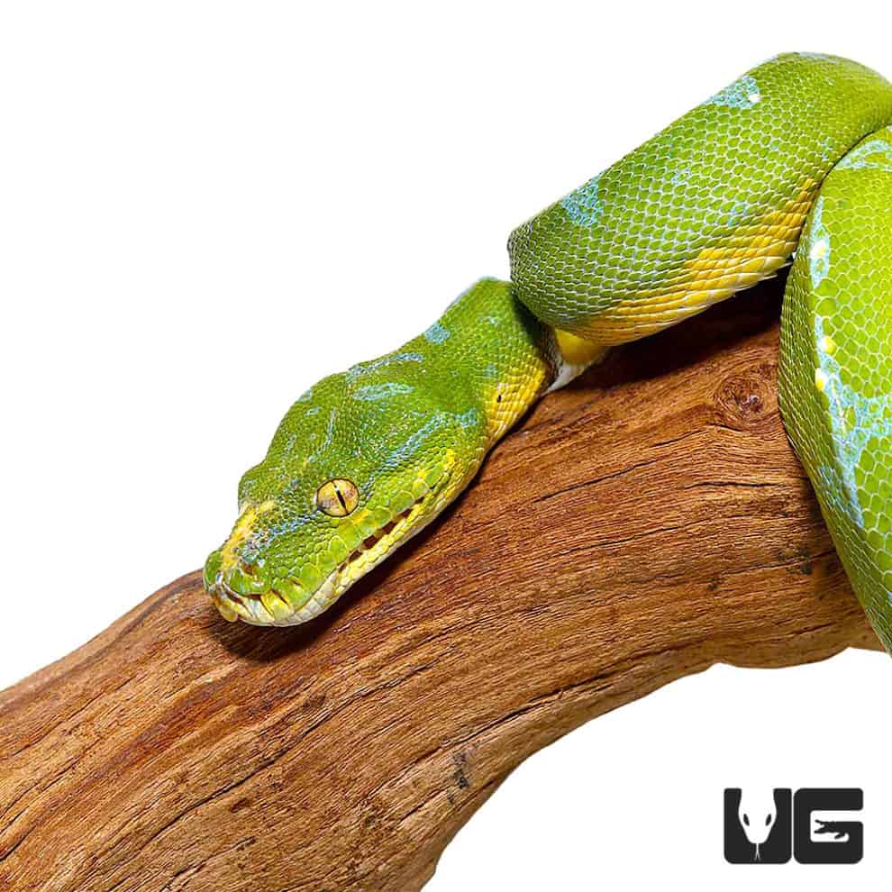 Sorong Green Tree Pythons (Morelia viridis) For Sale - Underground Reptiles