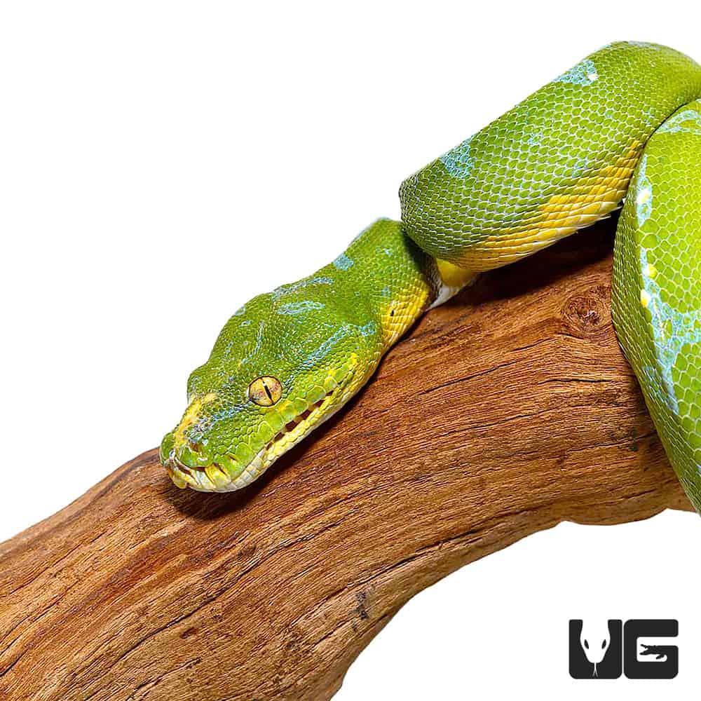 Sorong Green Tree Pythons (Morelia viridis) For Sale - Underground Reptiles