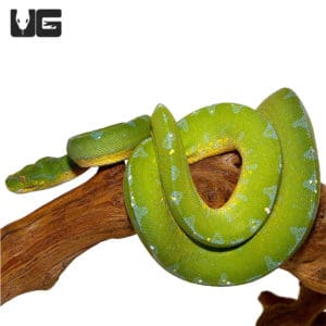 Sorong Green Tree Pythons (Morelia viridis) For Sale - Underground Reptiles