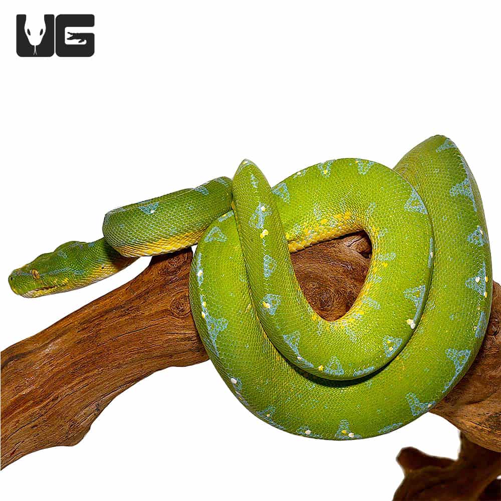 Sorong Green Tree Pythons (Morelia viridis) For Sale - Underground Reptiles