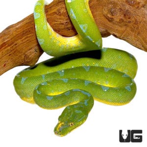 Sorong Green Tree Pythons (Morelia viridis) For Sale - Underground Reptiles