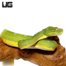 Sorong Green Tree Pythons (Morelia viridis) For Sale - Underground Reptiles