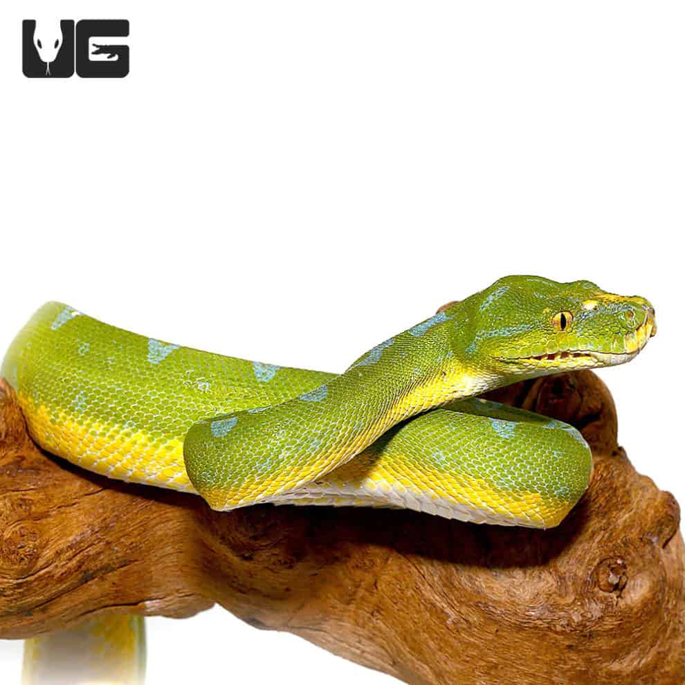 Sorong Green Tree Pythons (Morelia viridis) For Sale - Underground Reptiles