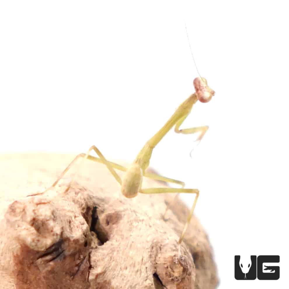 Mantis For Sale - Underground Reptiles