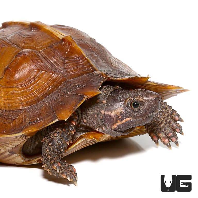Spiny Turtle - Underground Reptiles