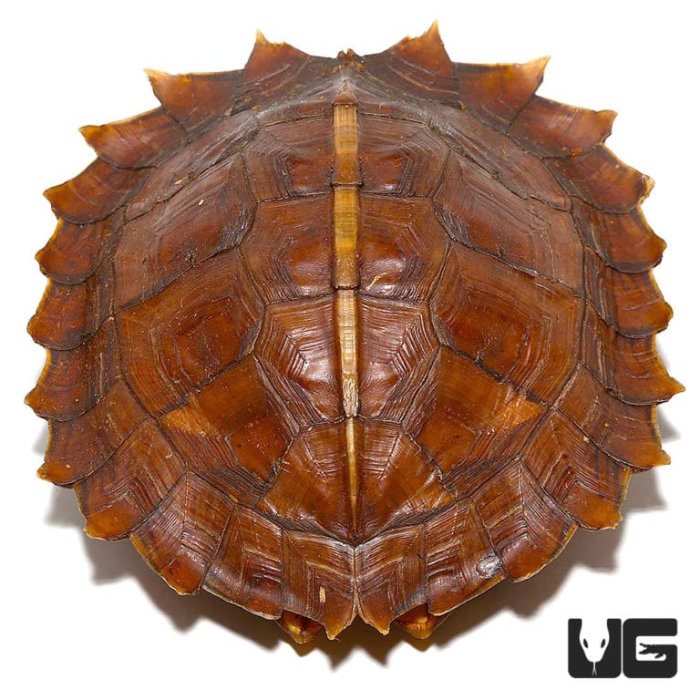 Spiny Turtle - Underground Reptiles