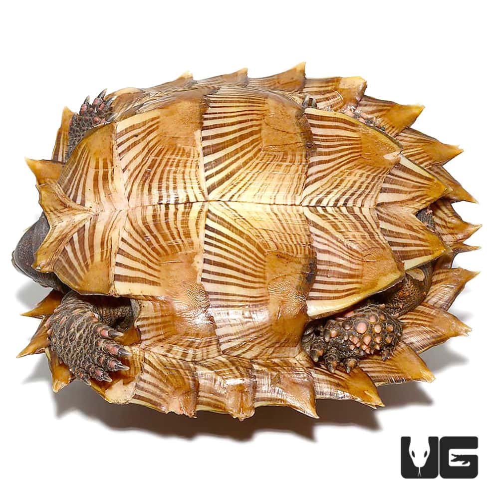 Spiny Turtle - Underground Reptiles