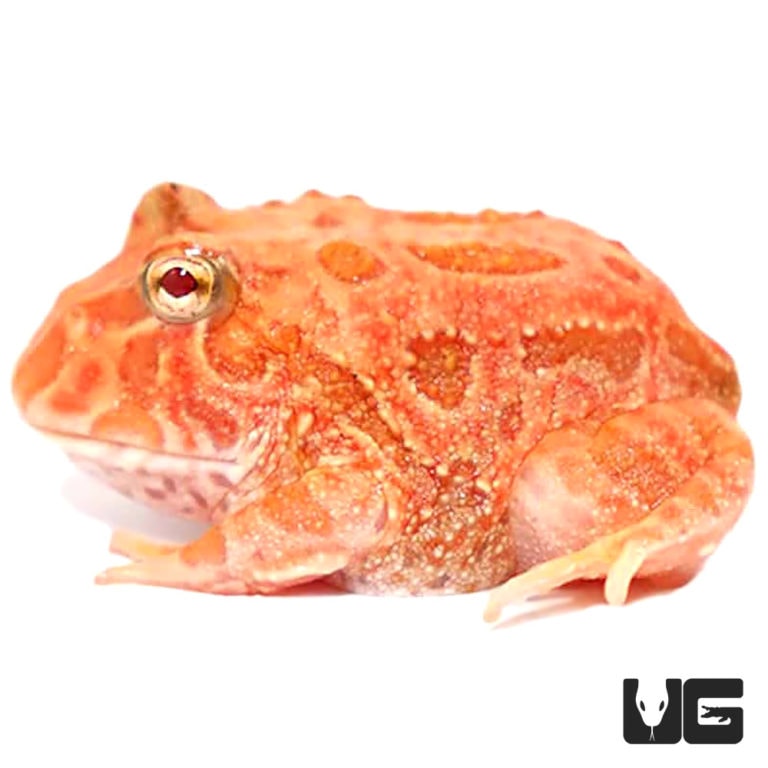 Starfire Pacman Frogs For Sale - Underground Reptiles