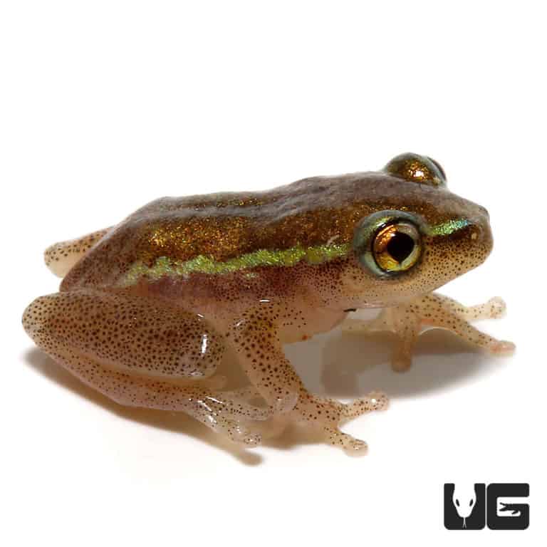 Starry Night Reed Frog - Underground Reptiles