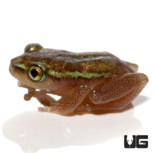 Starry Night Reed Frog - Underground Reptiles