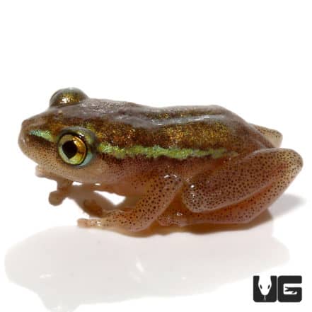 Starry Night Reed Frog - Underground Reptiles