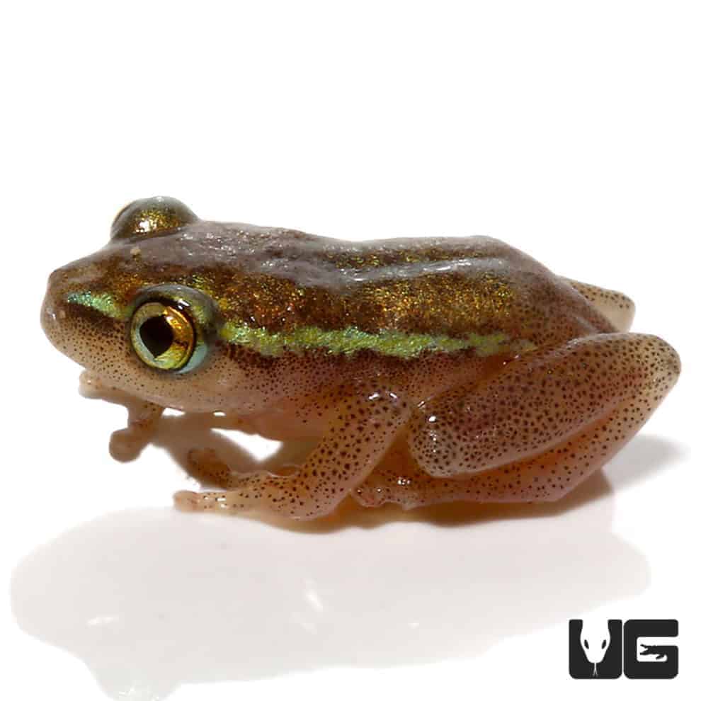 Starry Night Reed Frog - Underground Reptiles