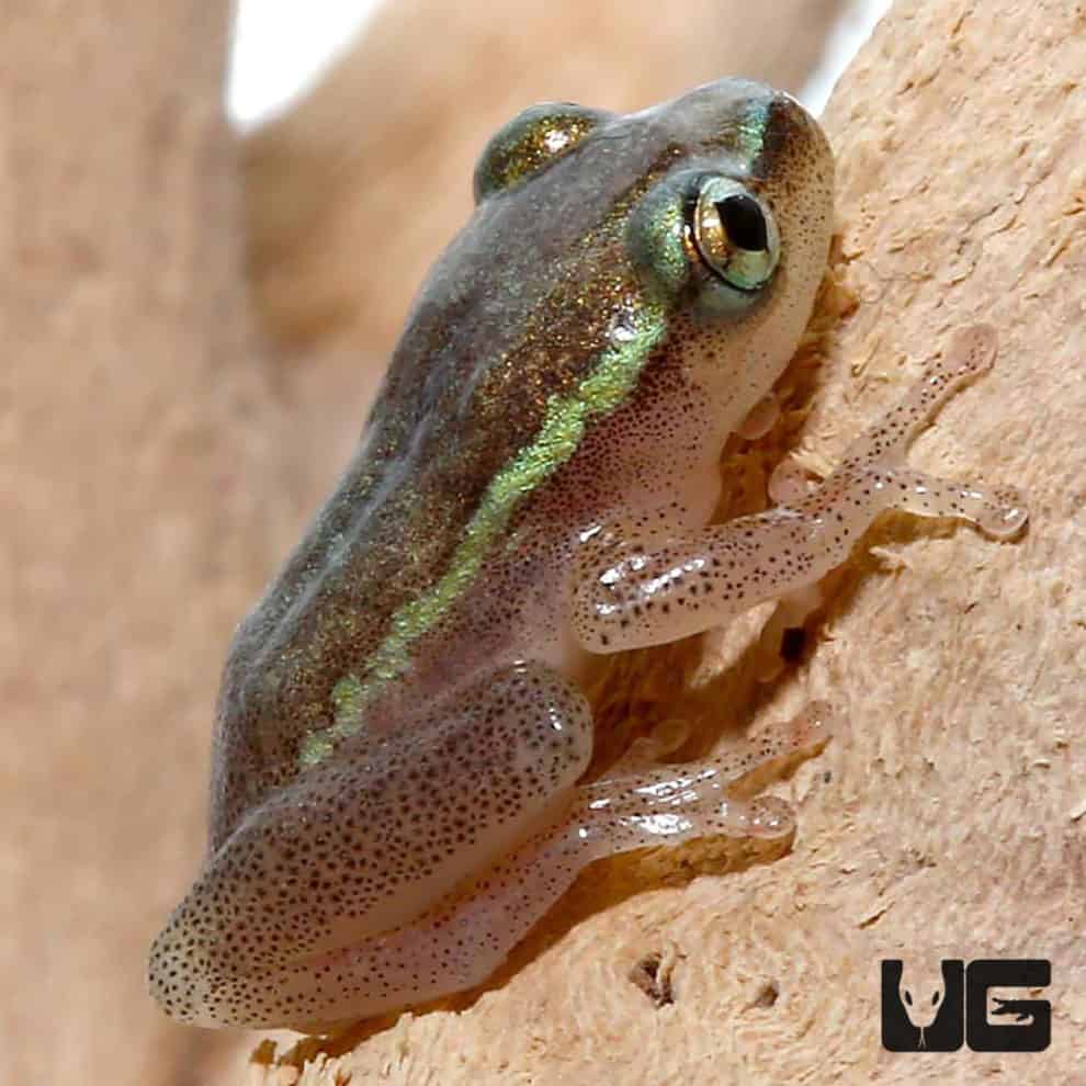 Starry Night Reed Frog - Underground Reptiles
