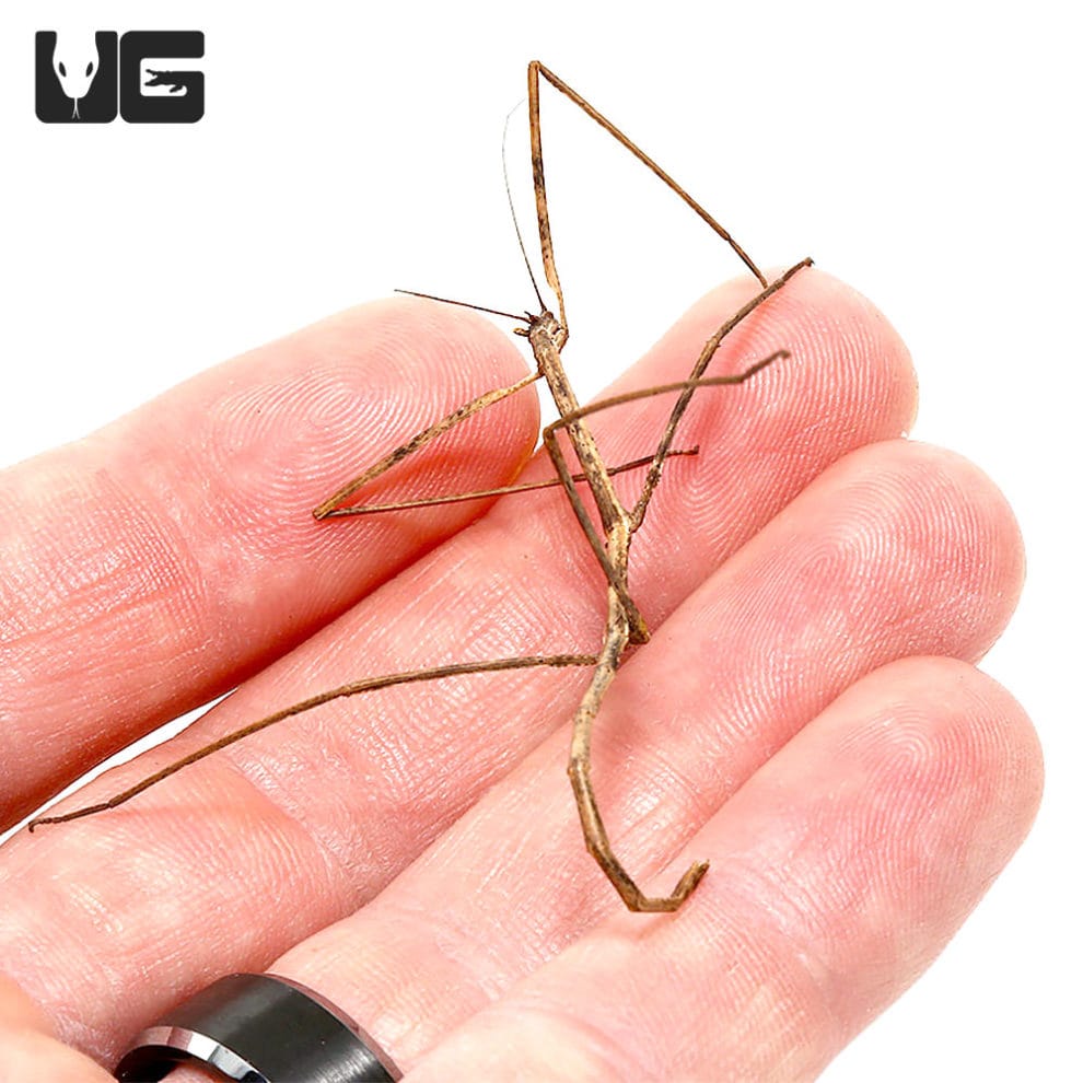 Stick Insect - Underground Reptiles