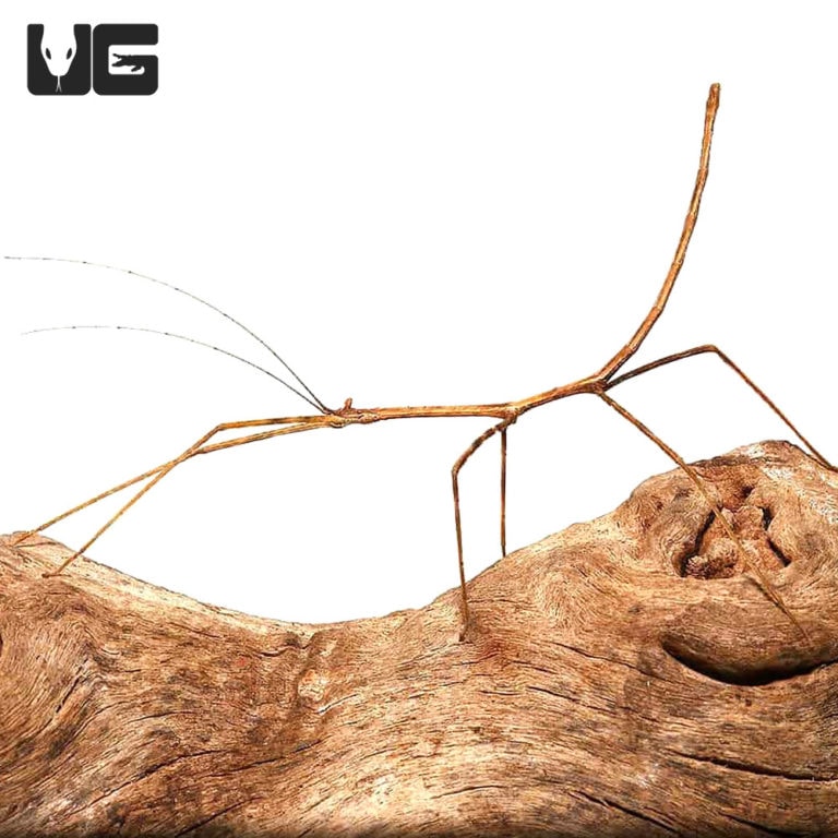 Stick Insect - Underground Reptiles