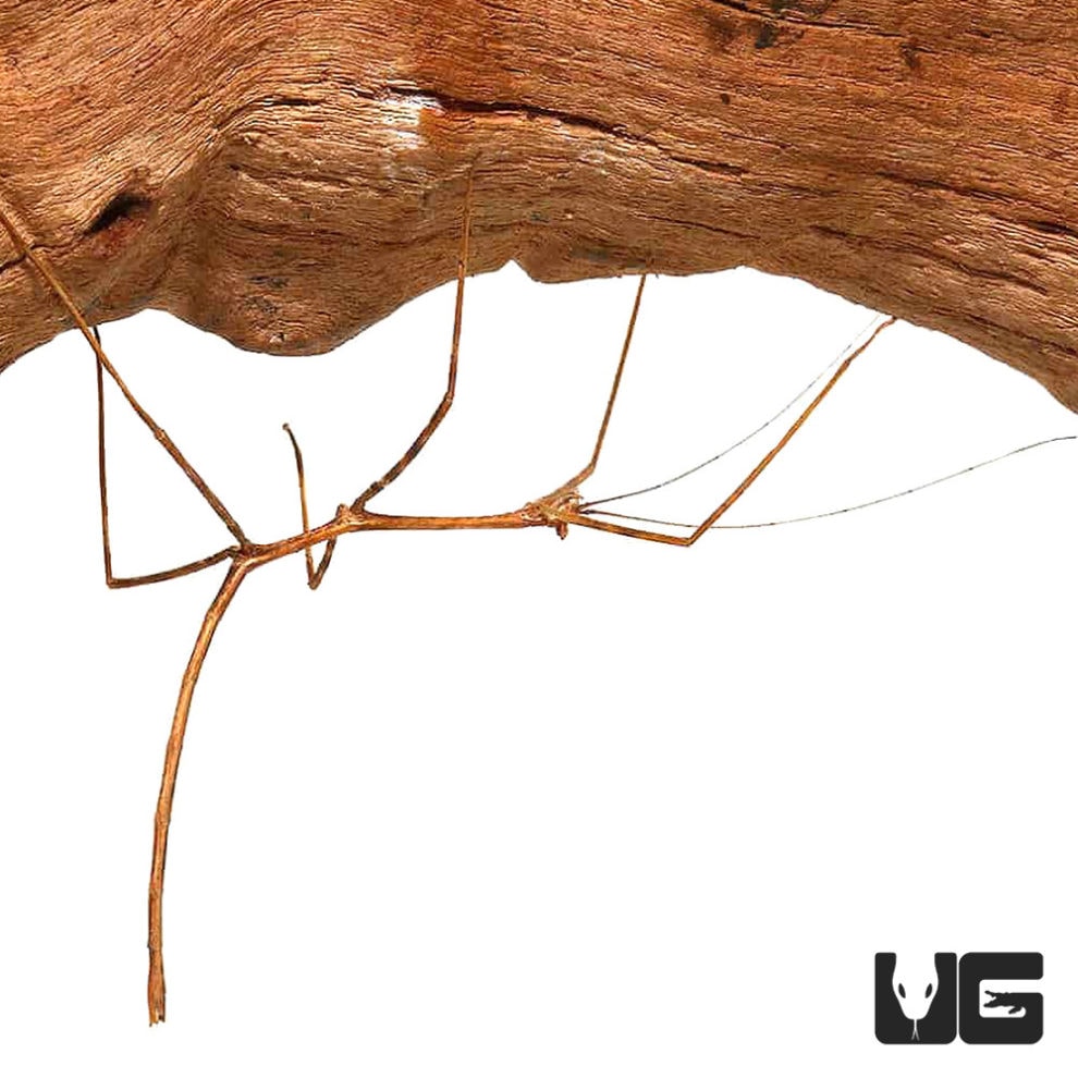 Stick Insect - Underground Reptiles