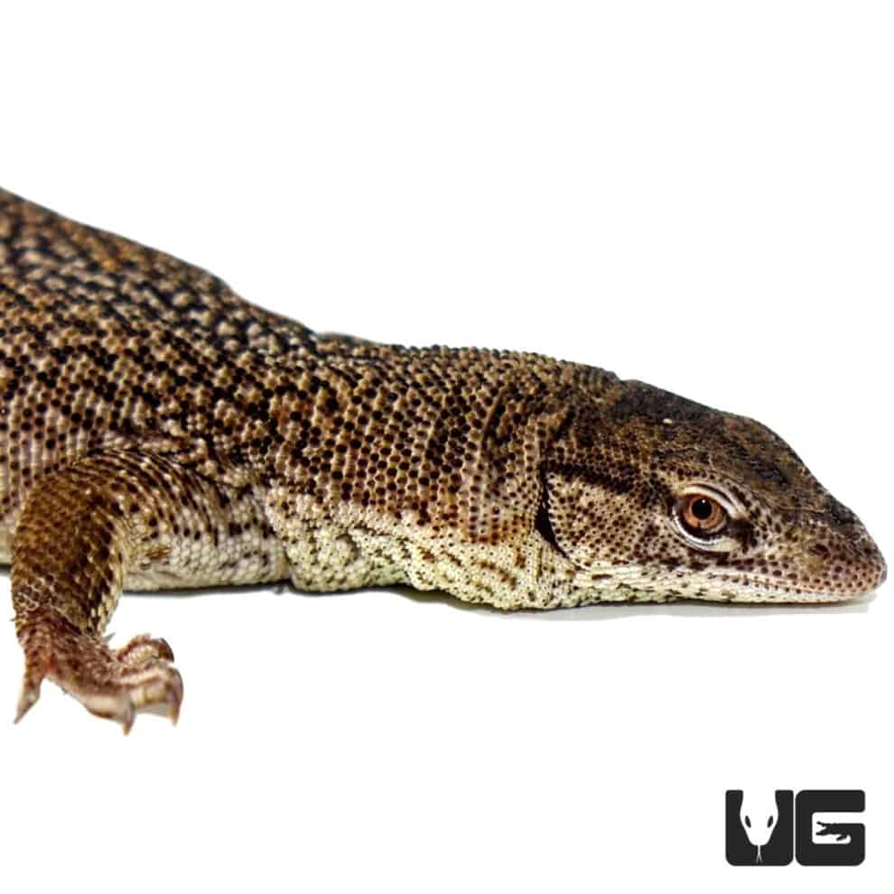Storr's Monitor - Underground Reptiles